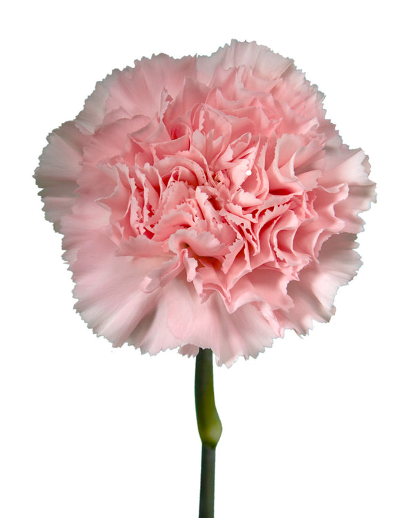 Julieta Carnation - Petaljet