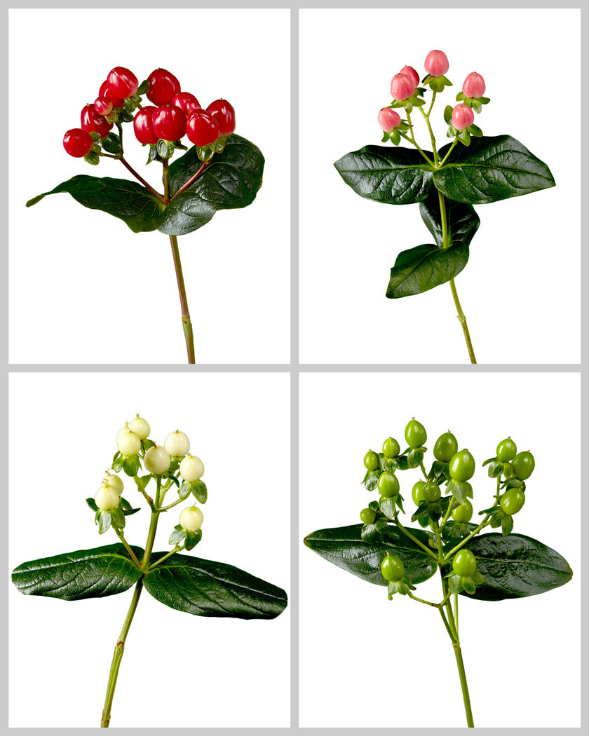 Bulk Hypericum In Petaljet | Buy Hypericum Wholesale