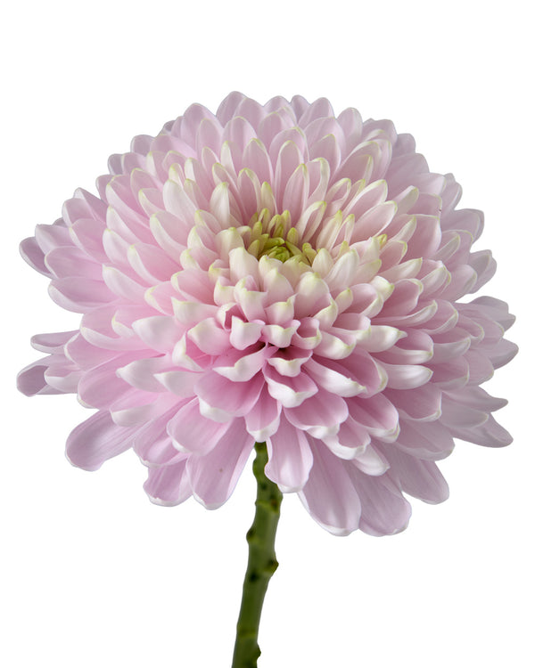 Rosano (pink) Cremon Chrysanthemum - Petaljet