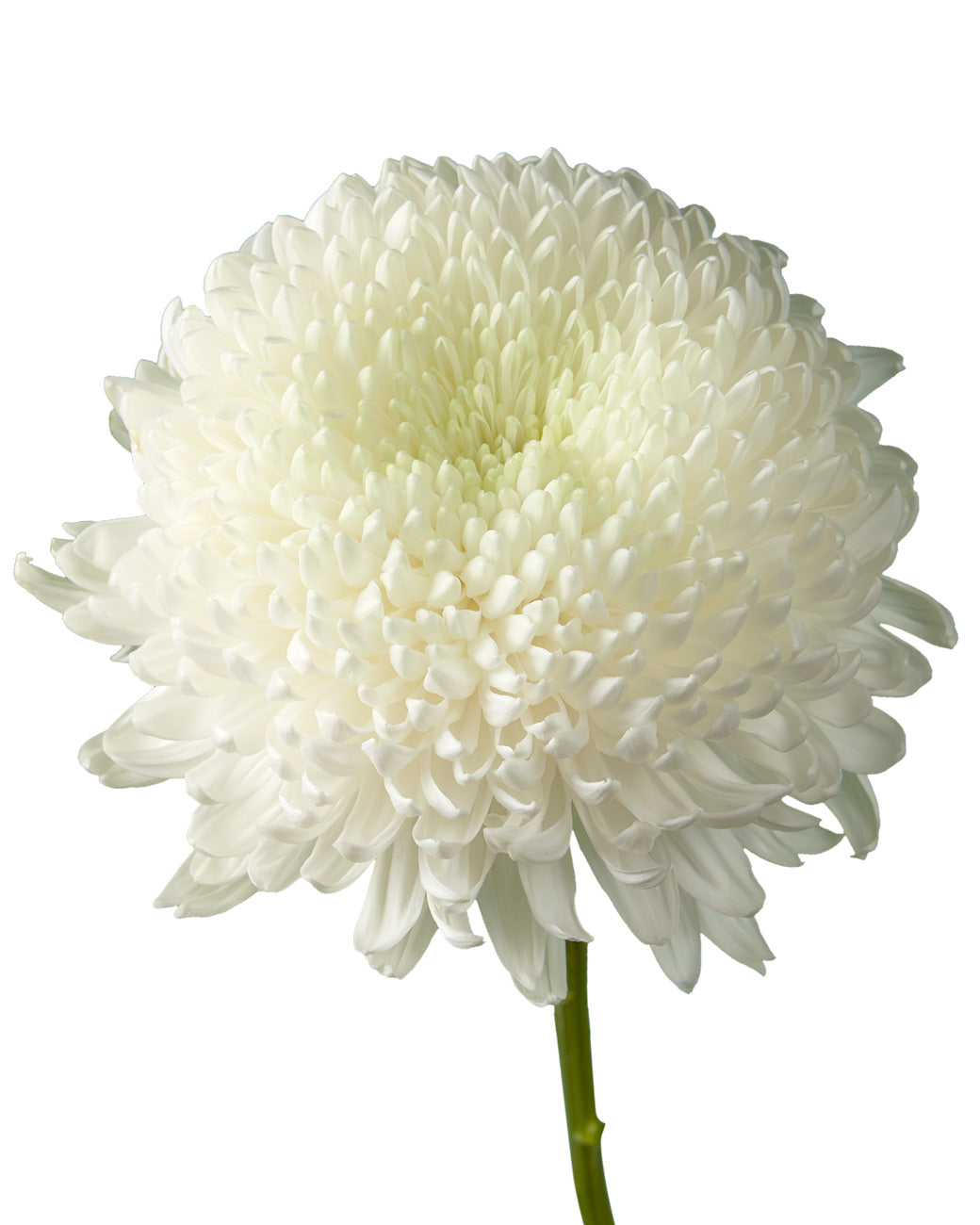 Super Magnum White Chrysanthemum Petaljet