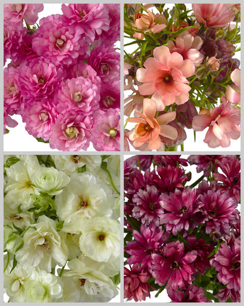 Buy Wholesale Ranunculus Flowers in Bulk | PetalJet
