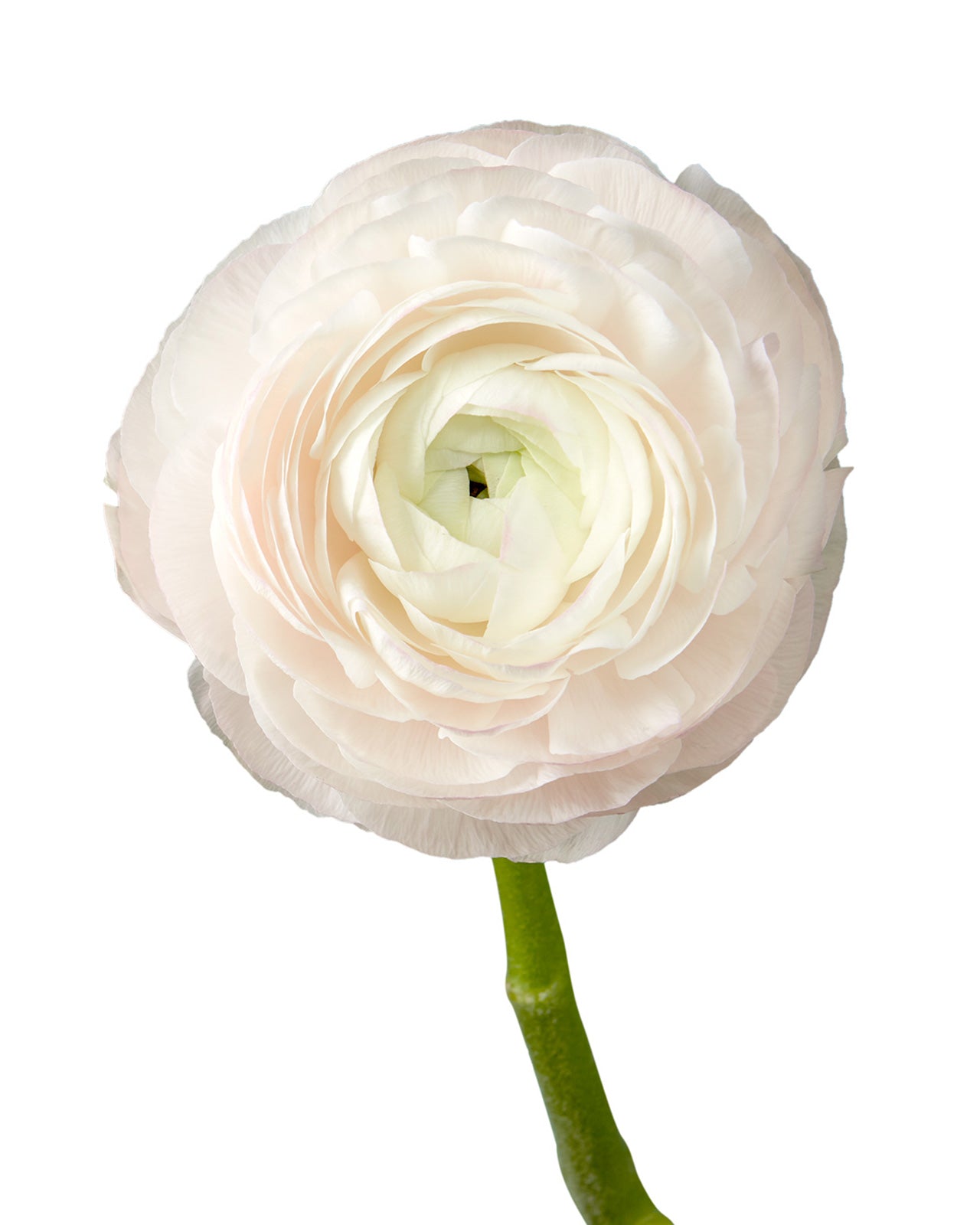 Ranunculus Pink - Petaljet