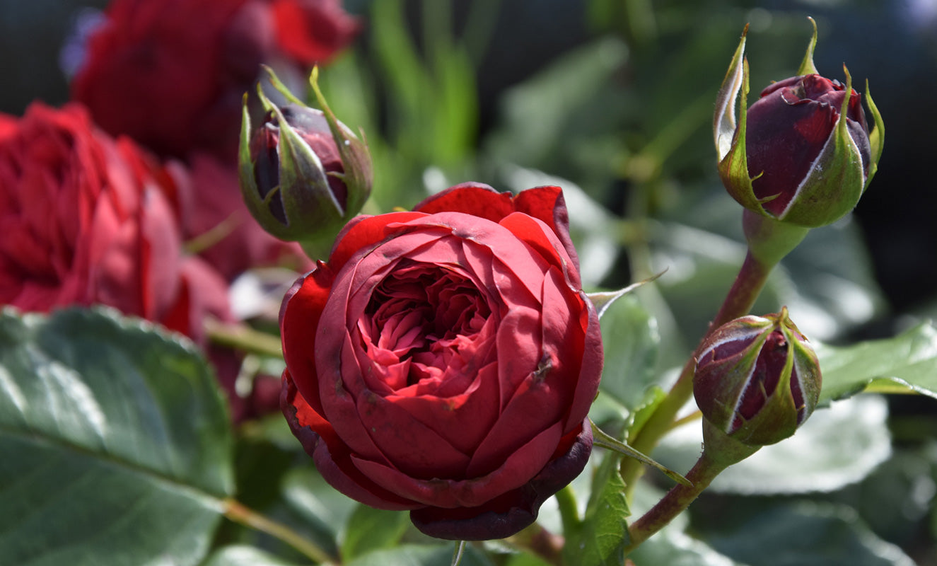 Red Rose Standing Orders - Petaljet