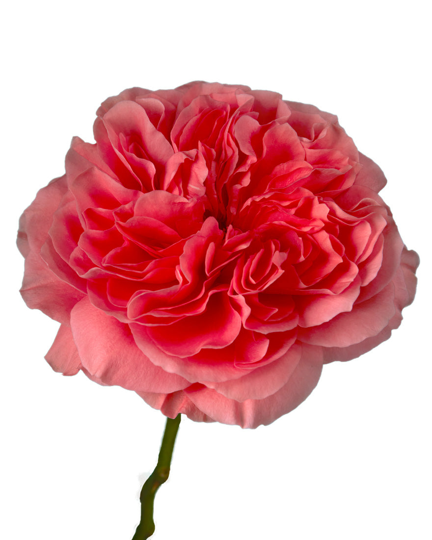 Candy Xpression Garden Rose - Petaljet