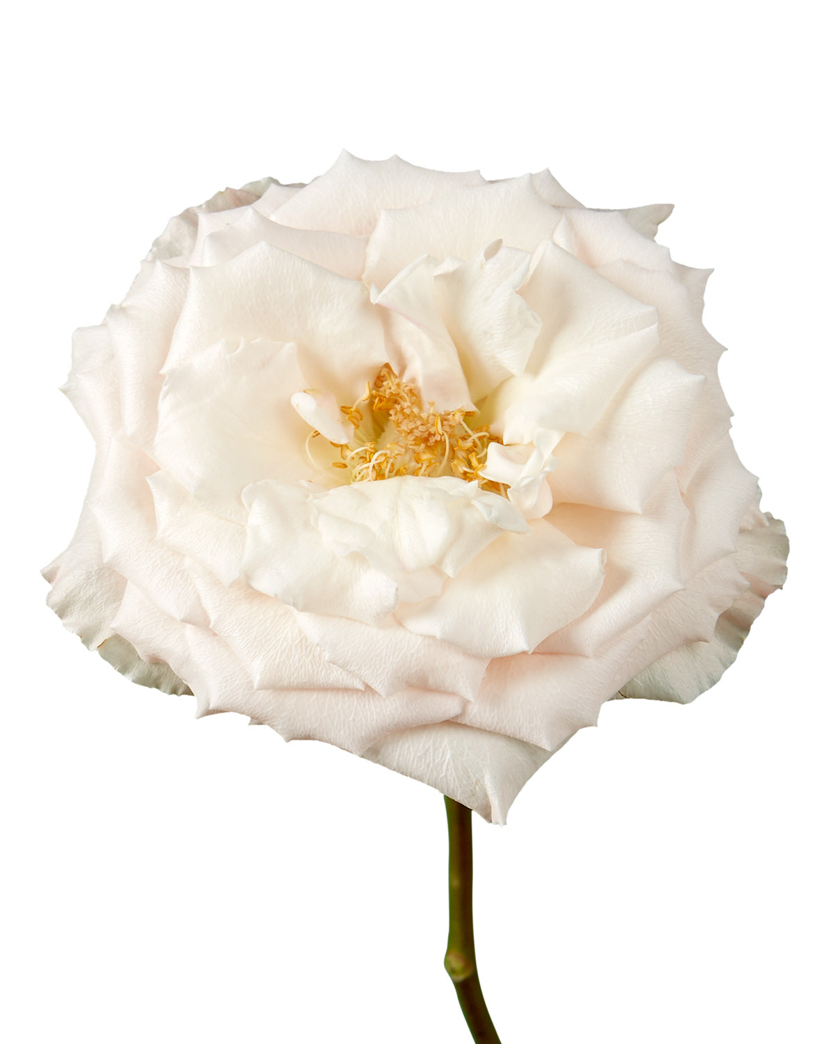 Rose Champagne - Petaljet