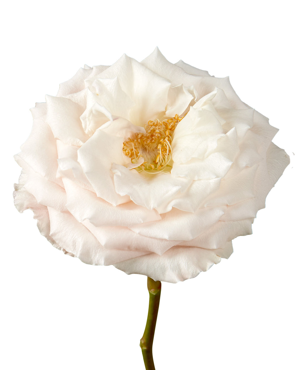 Rose Champagne - Petaljet