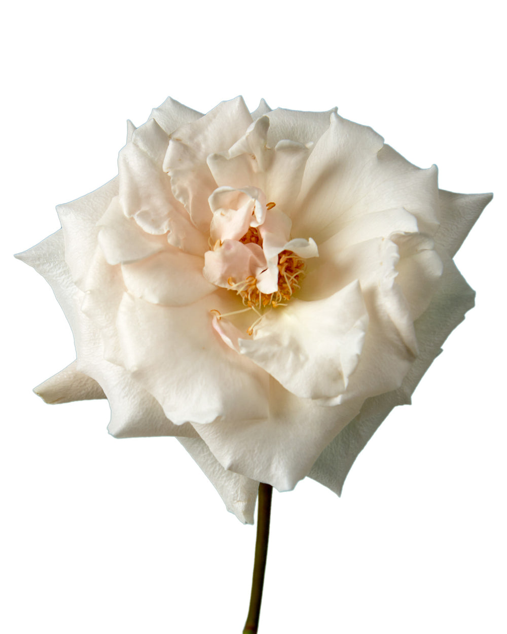 Rose Champagne - Petaljet