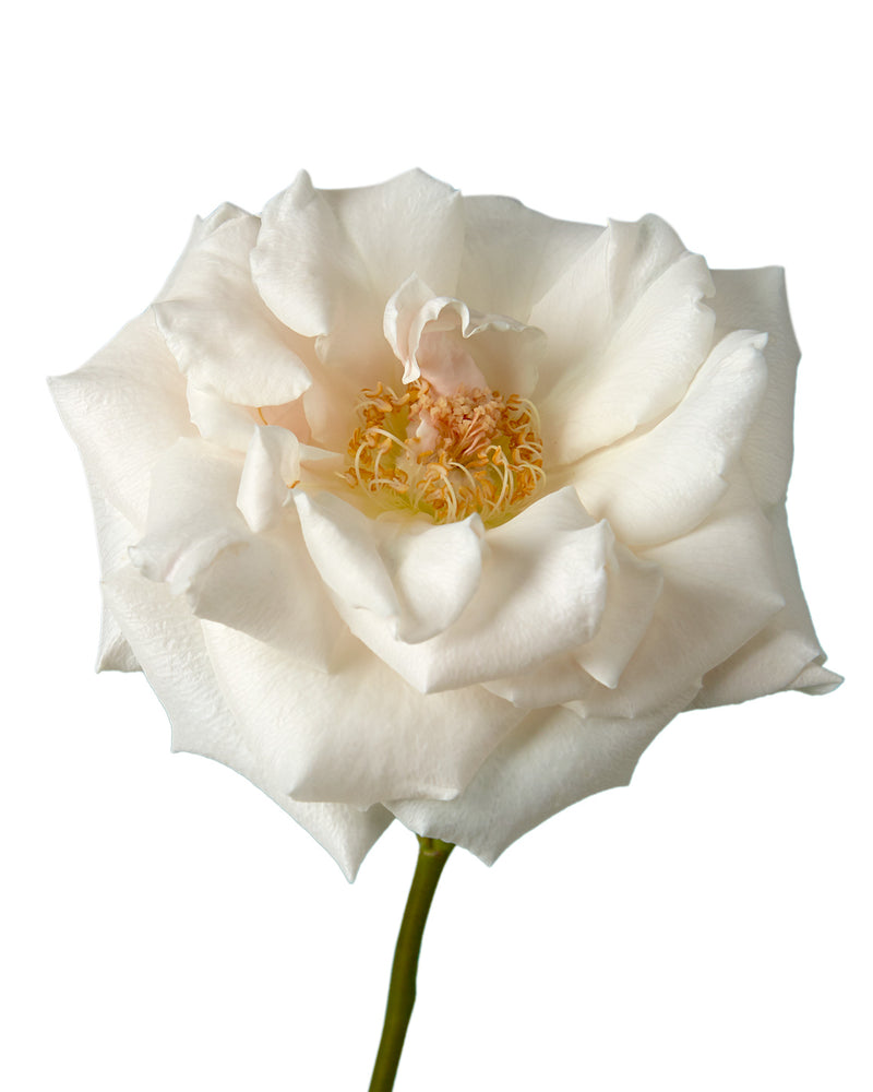 Rose Champagne - Petaljet