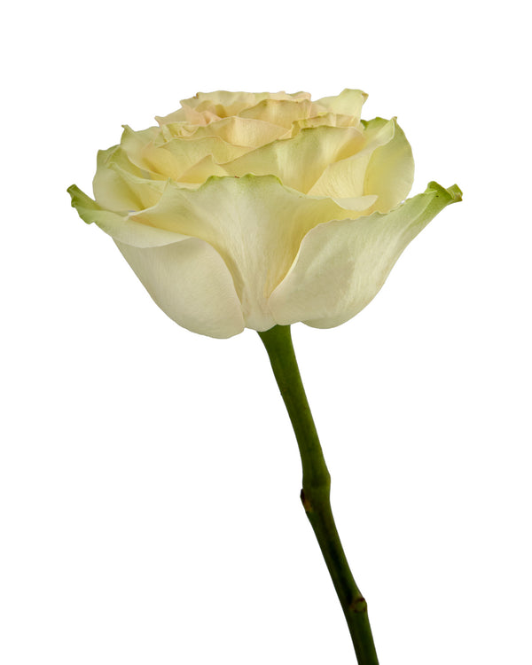 Wholesale Dynamic Rose | PetalJet