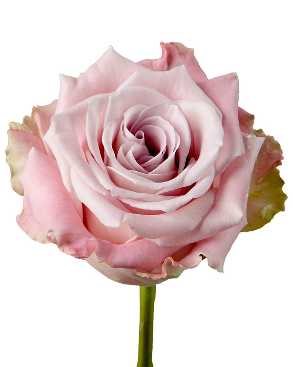 Wholesale Faith Rose | PetalJet