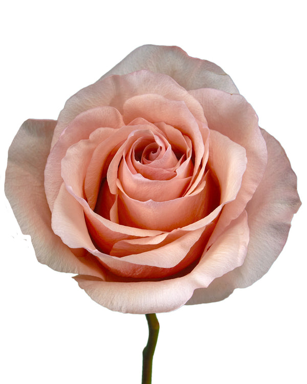 Fascination Rose - Petaljet
