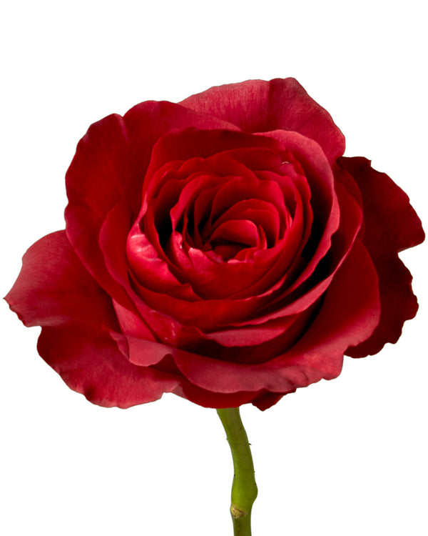 Rose Matilda - Petaljet