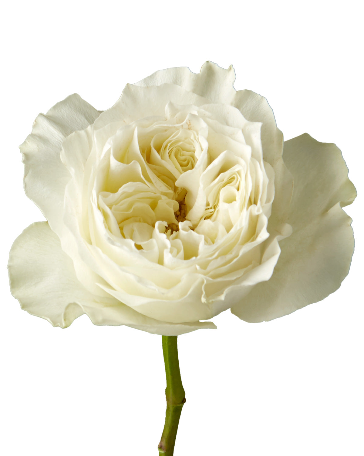Bulk White Flowers In Petaljet | Buy White Flowers Wholesale