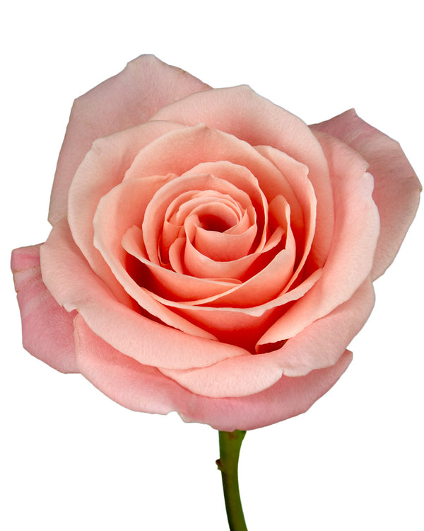 Rose Miss Piggy - Petaljet