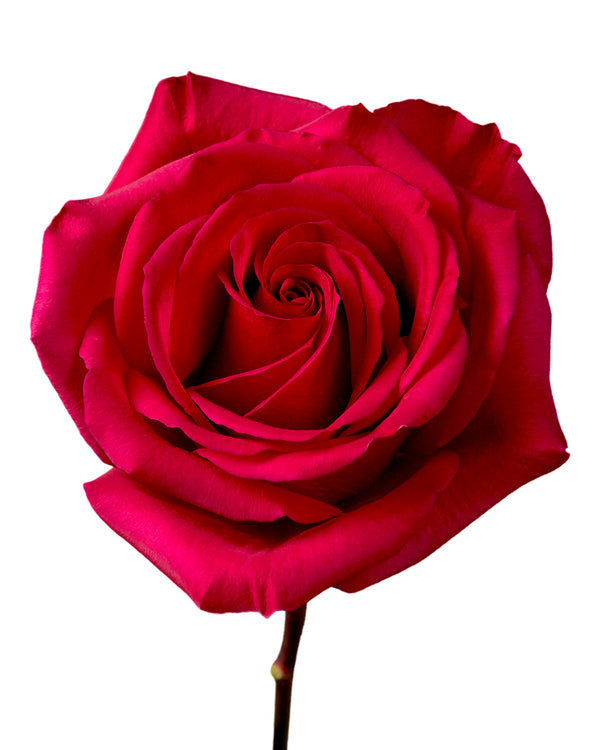 Rose Queenberry - Petaljet