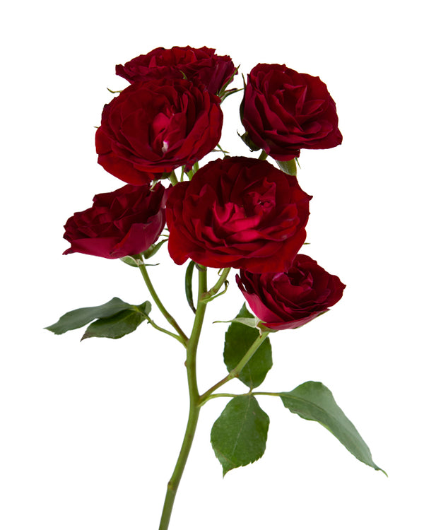 Wholesale Ruby Red Spray Rose | PetalJet