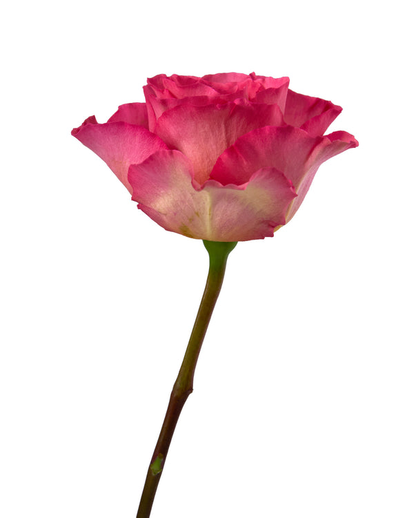 Wholesale Sugar Babaloo Rose | PetalJet