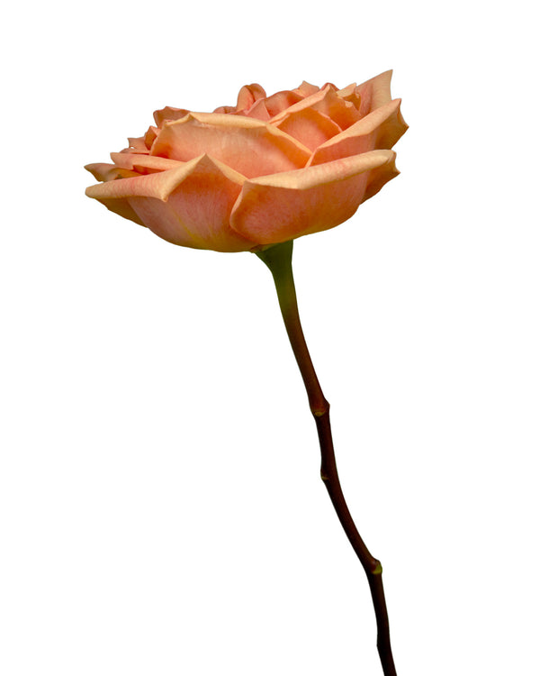 Rose Sunset Glory - Petaljet