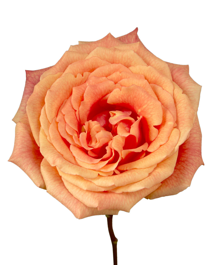 Rose Sunset Glory - Petaljet