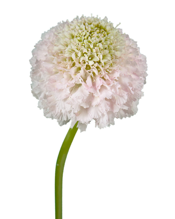 Scabiosa Focal Scoop Blush Pink - Fresh Flowers by Petaljet