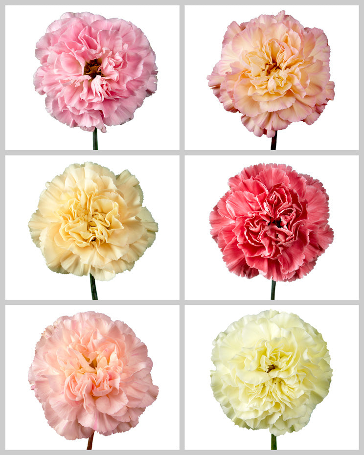 Bulk Carnations In Petaljet | Buy Carnations Wholesale