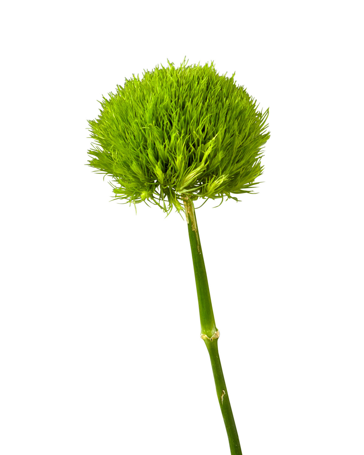 Green Dianthus (Green Ball) - Petaljet
