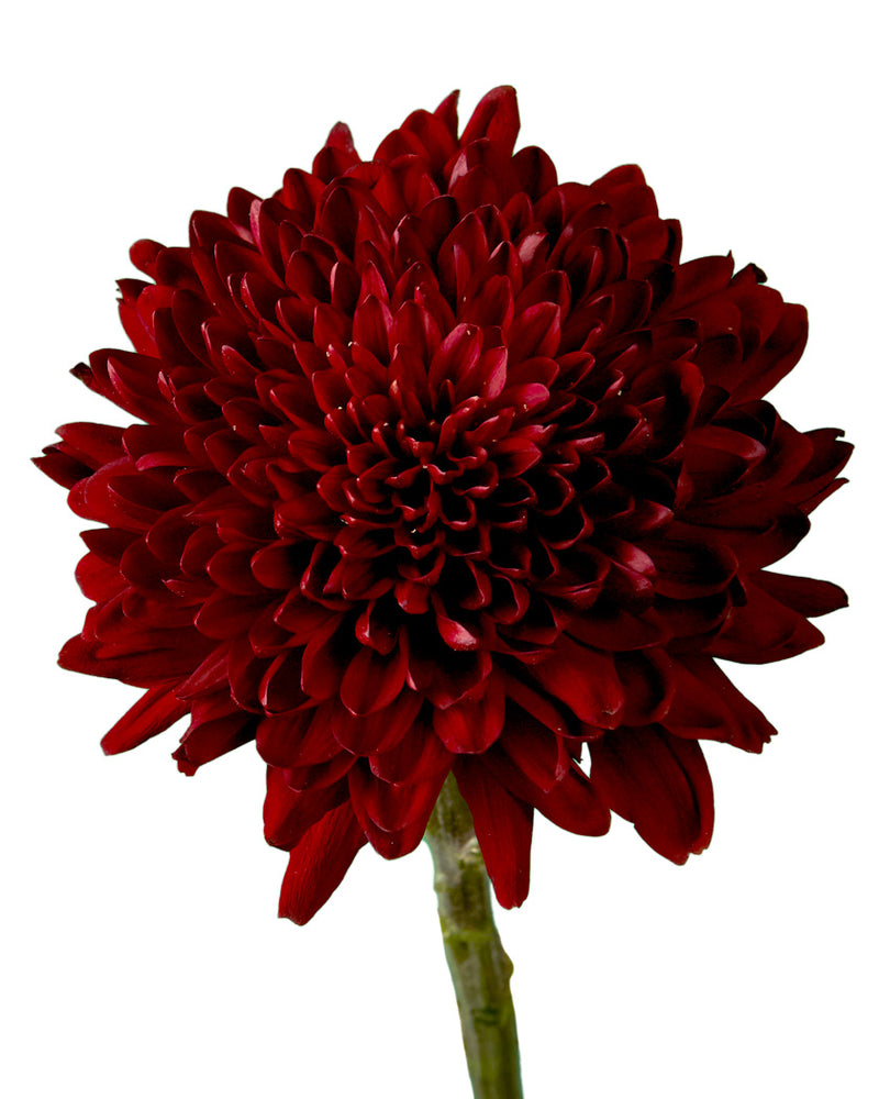 Red Velvet Cremon Chrysanthemum - Petaljet