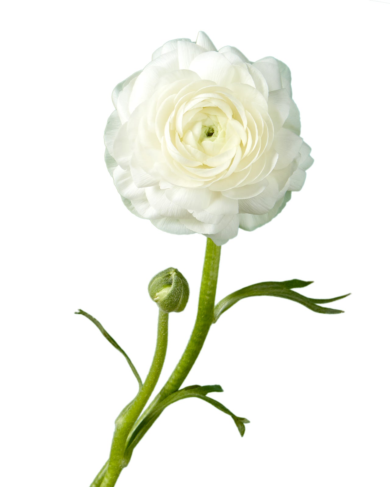 White ranunculus store