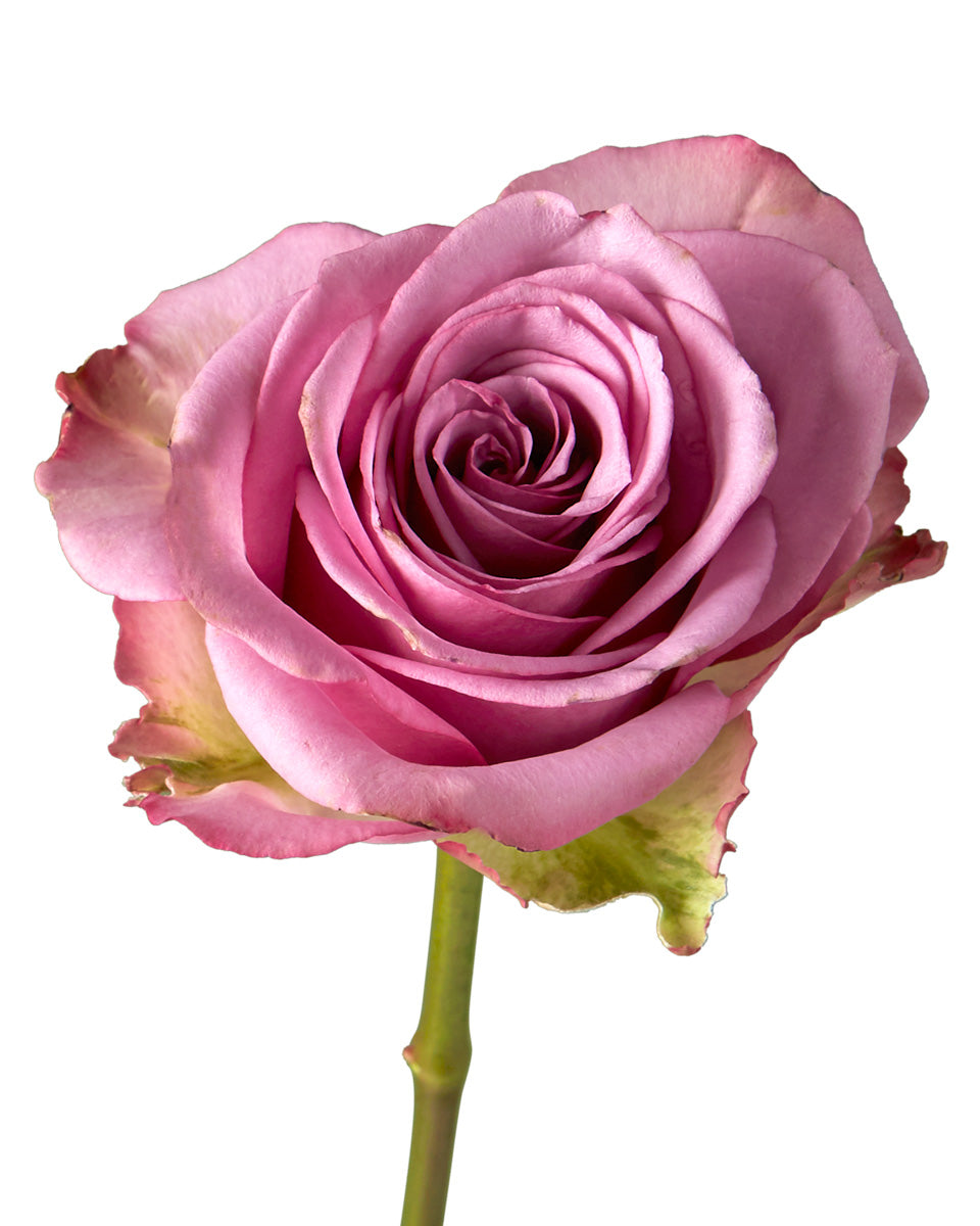 Rose Cool Water - Petaljet