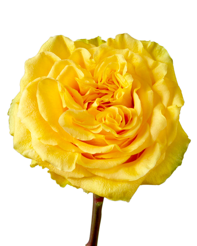 Bulk Gold Flowers In Petaljet | Buy Gold Flowers Wholesale