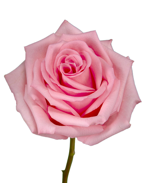 Rose Opala - Petaljet