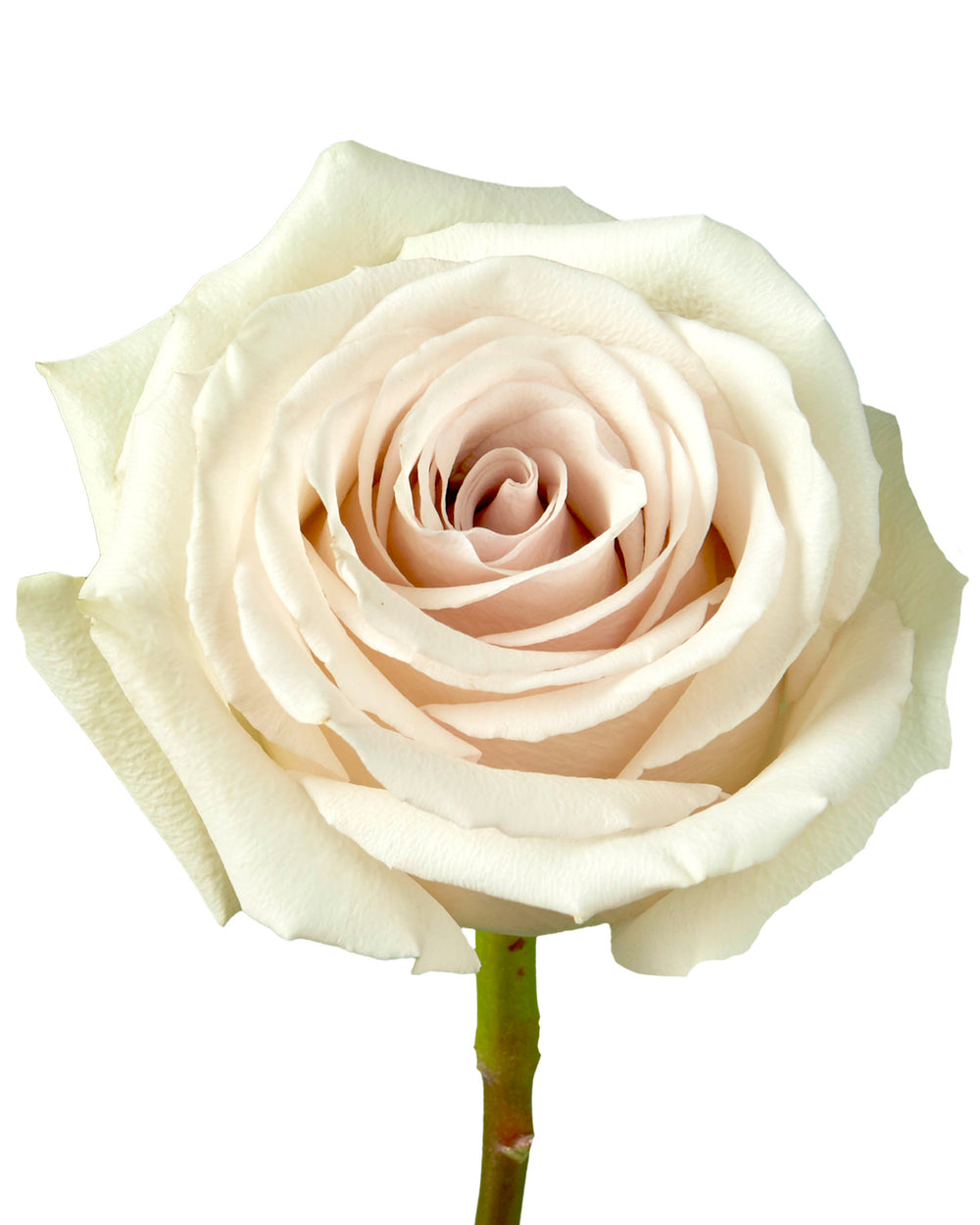 Bulk Cream Flowers In Petaljet | Buy Cream Flowers Wholesale