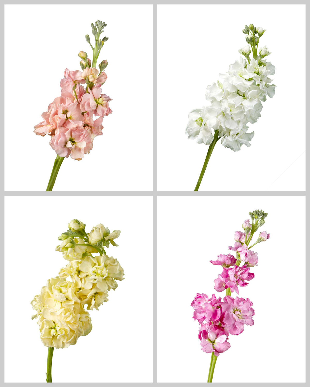 Wholesale Double Stock Assorted Box #032 | PetalJet