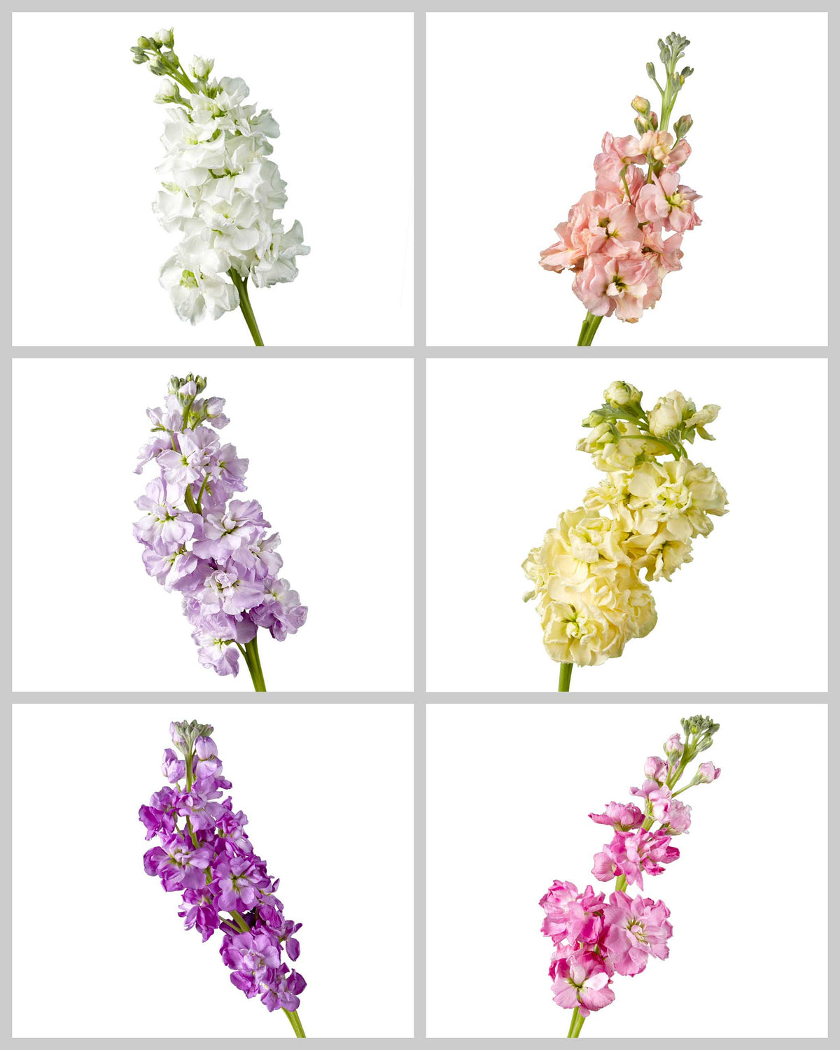 Wholesale Double Stock Assorted Box #034 | PetalJet