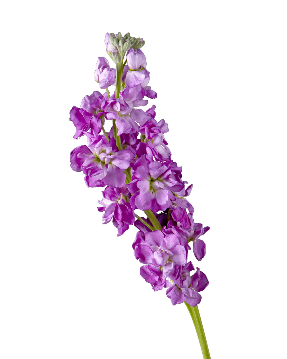 Bulk Purple Flowers In Petaljet | Buy Purple Flowers Wholesale